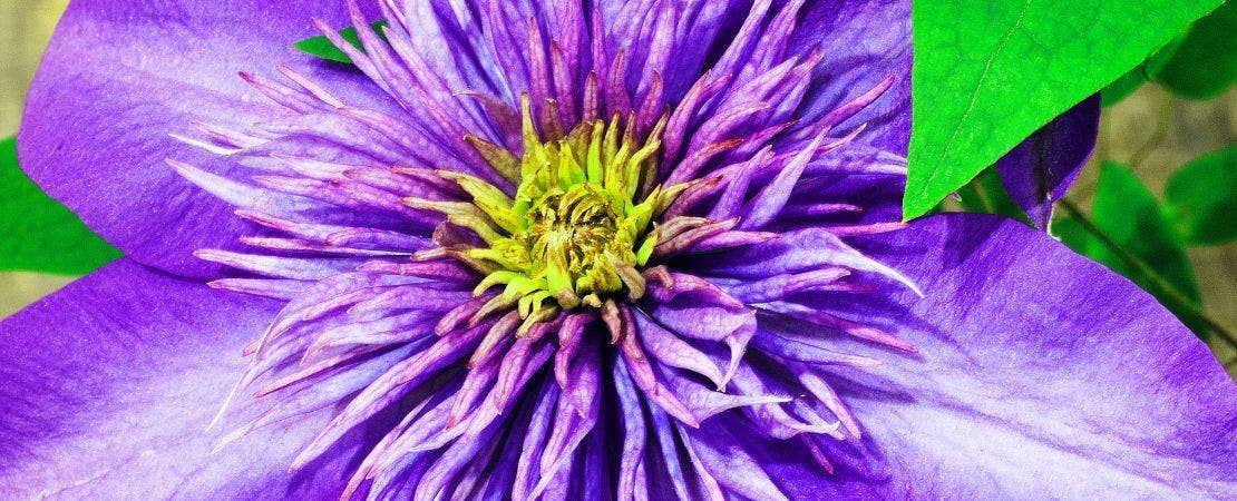 Pruning Group 2 Clematis – Wayside Gardens