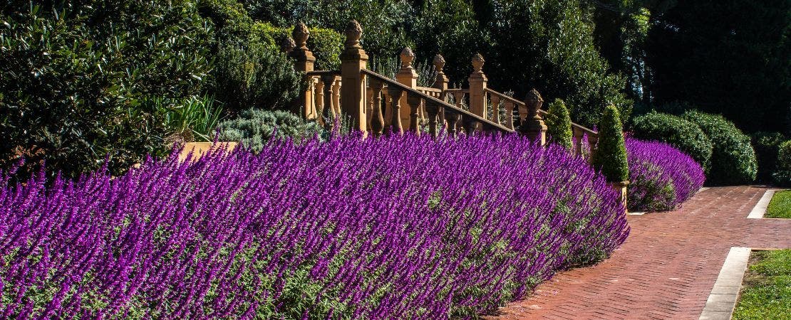Perennial Flowers for Mass Planting Plus Foliage Ideas – Wayside Gardens