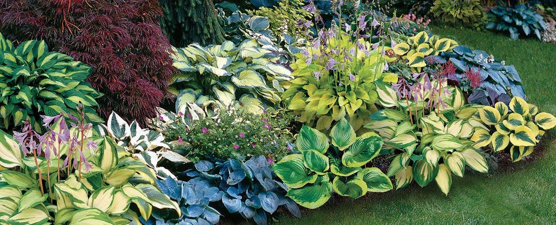 The Science of Plant Colors – Wayside Gardens