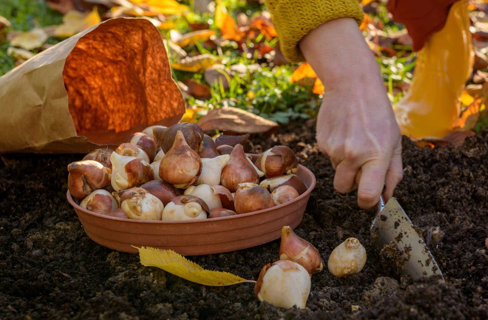 Online Plant Nursery | Trees, Bulbs & More | Wayside Gardens