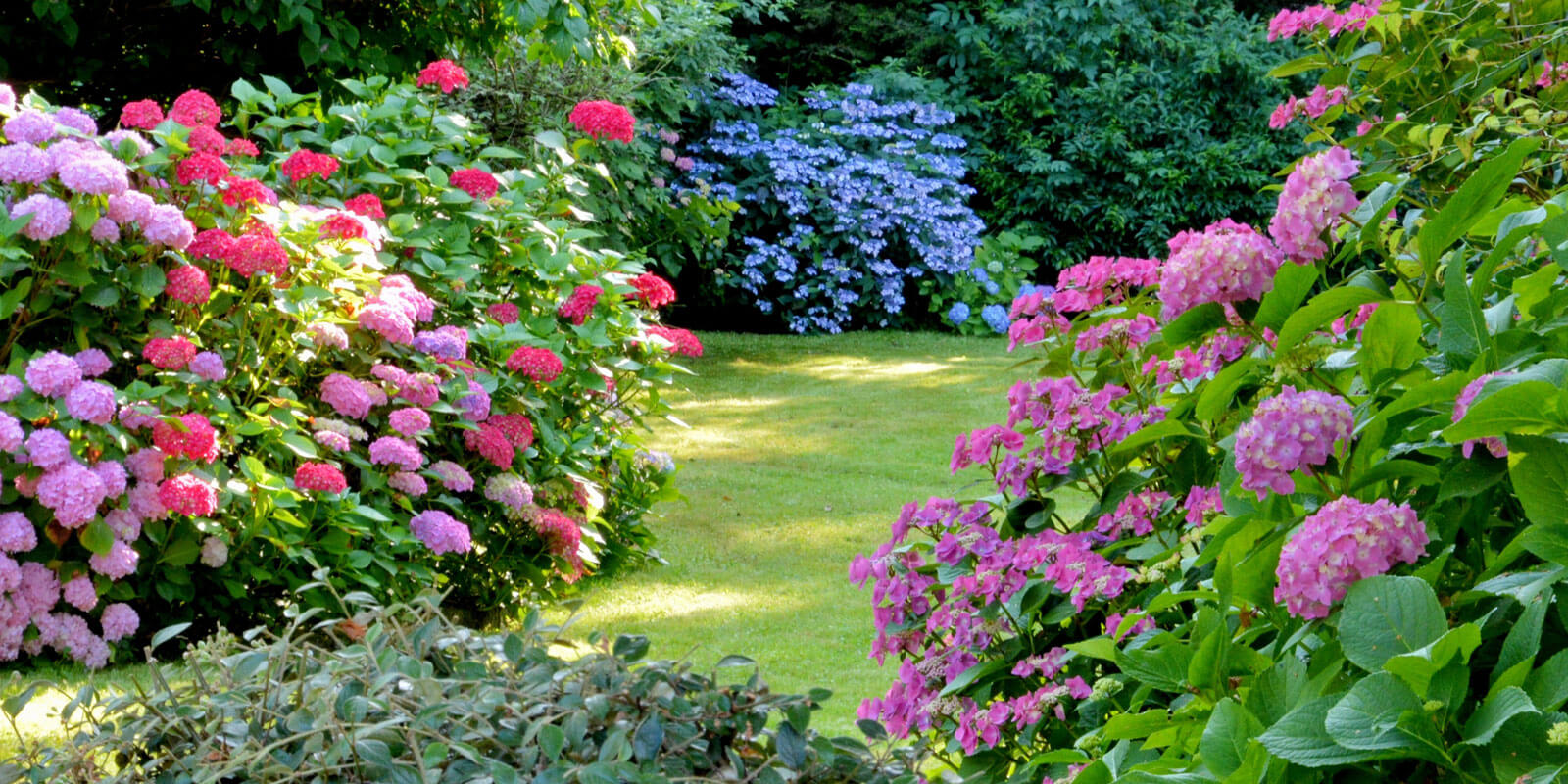 Online Plant Nursery | Trees, Bulbs & More | Wayside Gardens