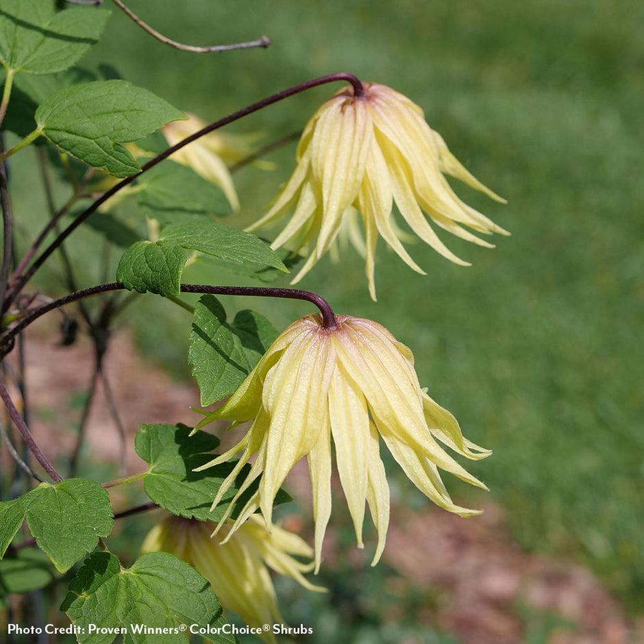 Full Sun Perennials – Page 3 – Wayside Gardens