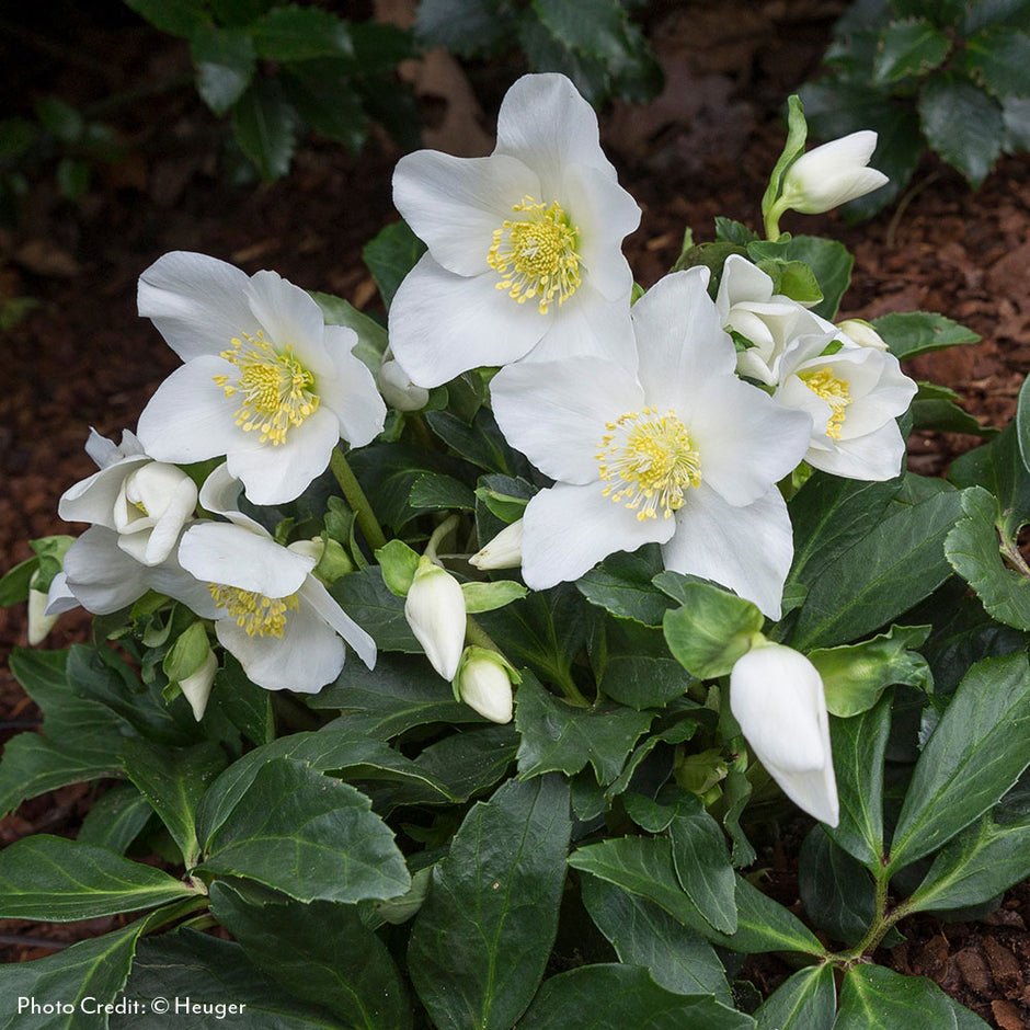 Part Shade Perennials – Wayside Gardens