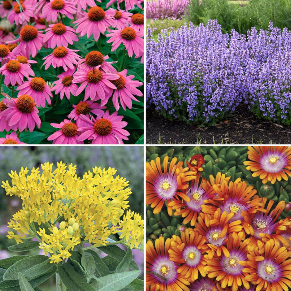 Pre‑Planned Garden Kits – Wayside Gardens