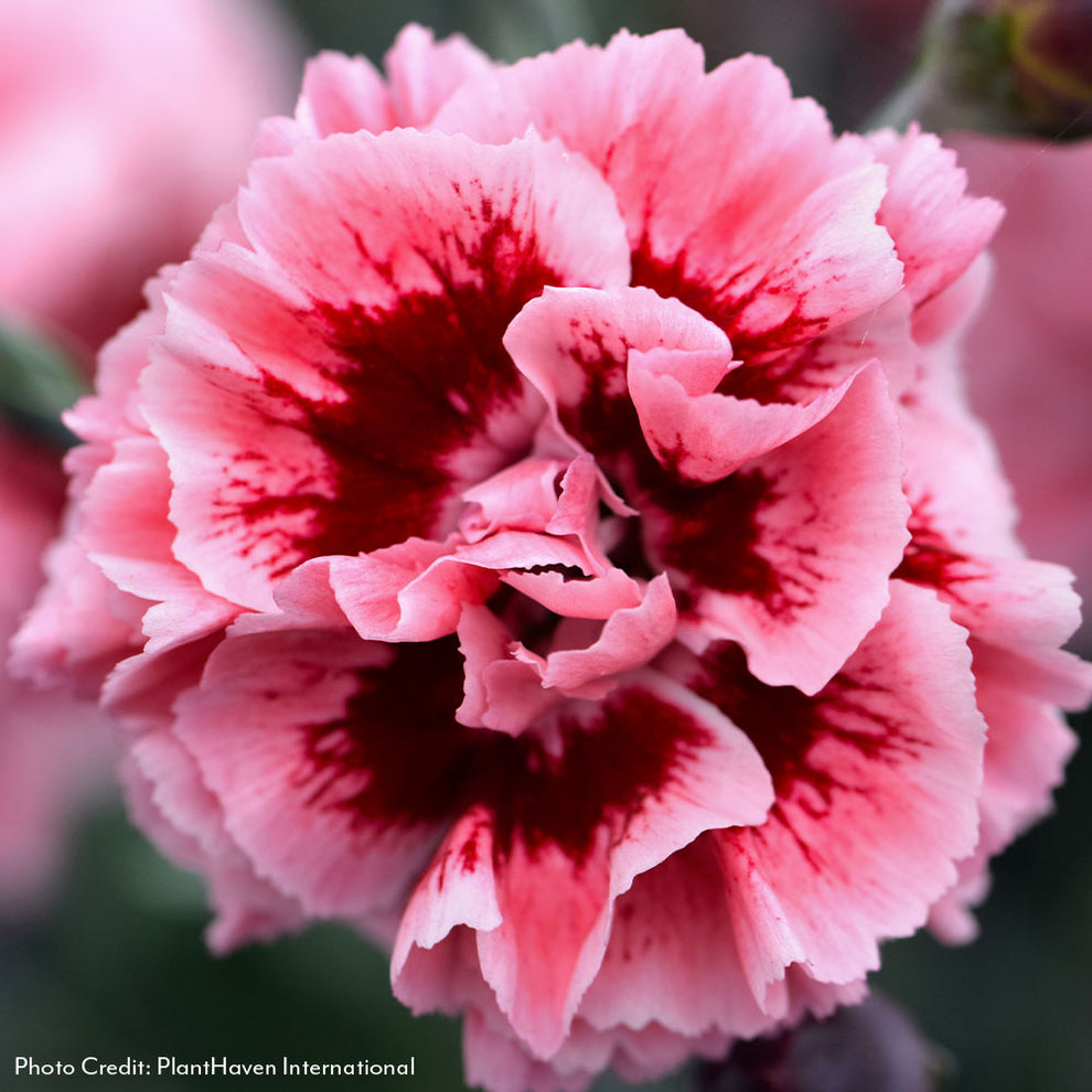 Dianthus Scent First® Sugar Plum – Wayside Gardens
