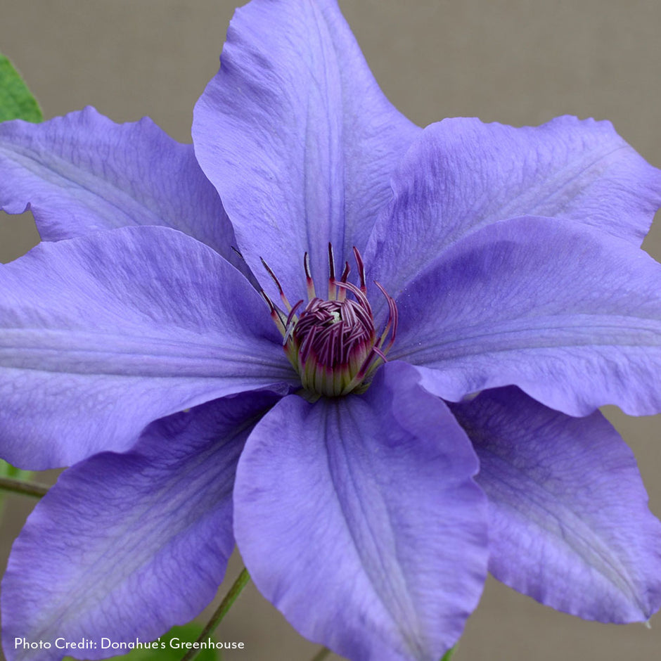 Full Sun Perennials – Page 3 – Wayside Gardens