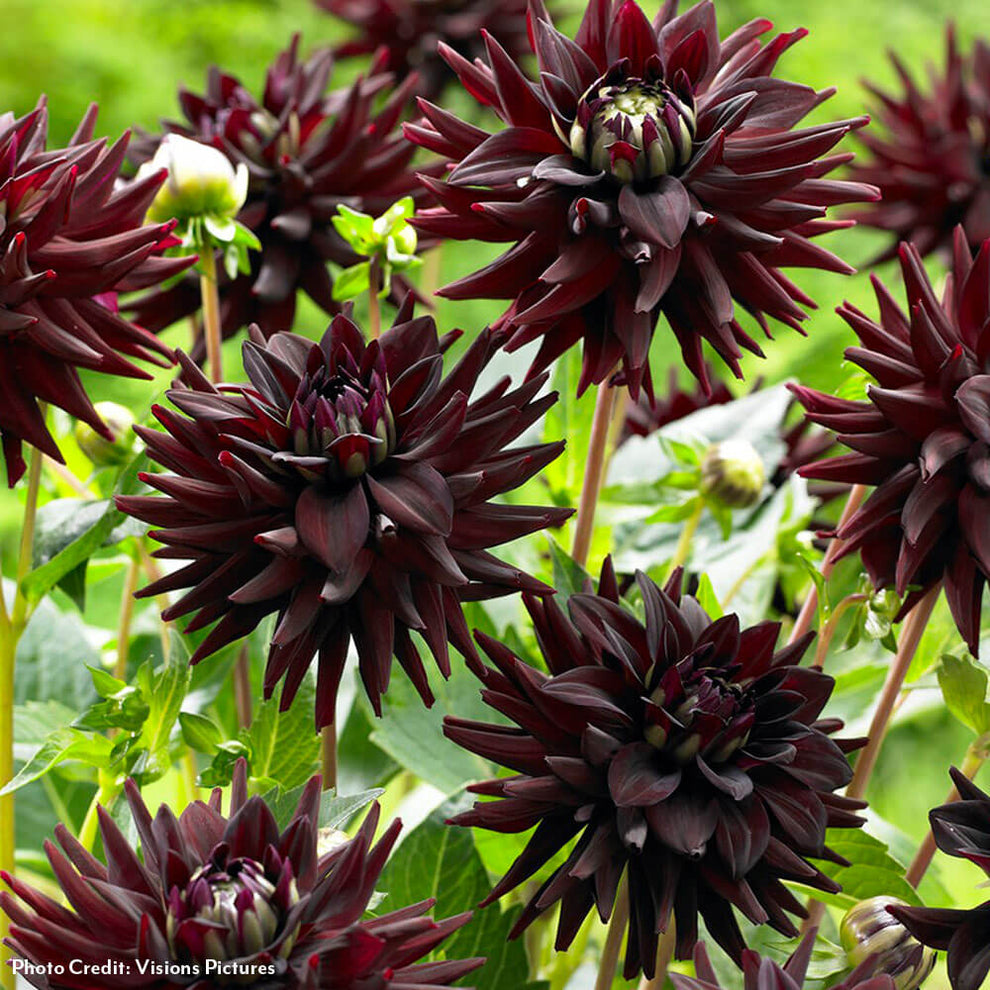 Dahlia Tamburo Semi-Cactus Bulbs – Wayside Gardens