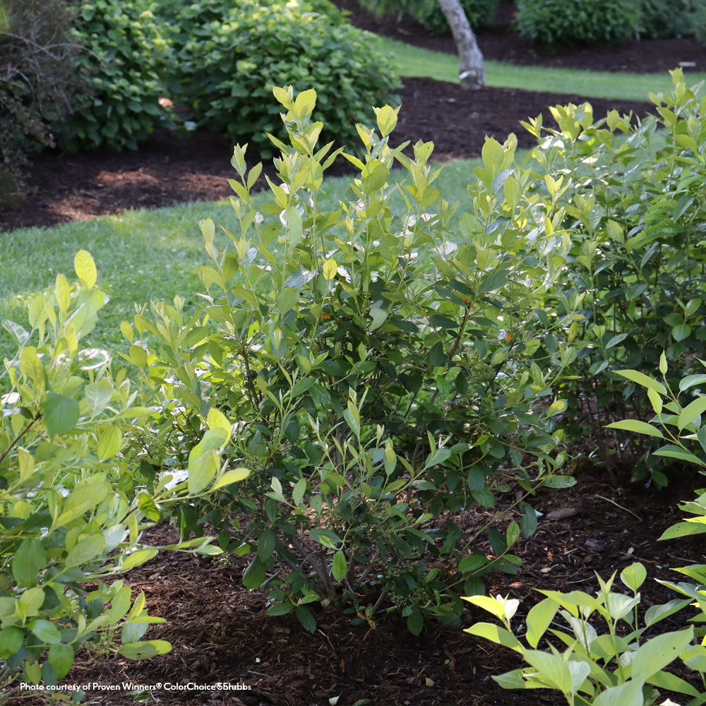 Aronia Berry Scape® Red Aronia – Wayside Gardens