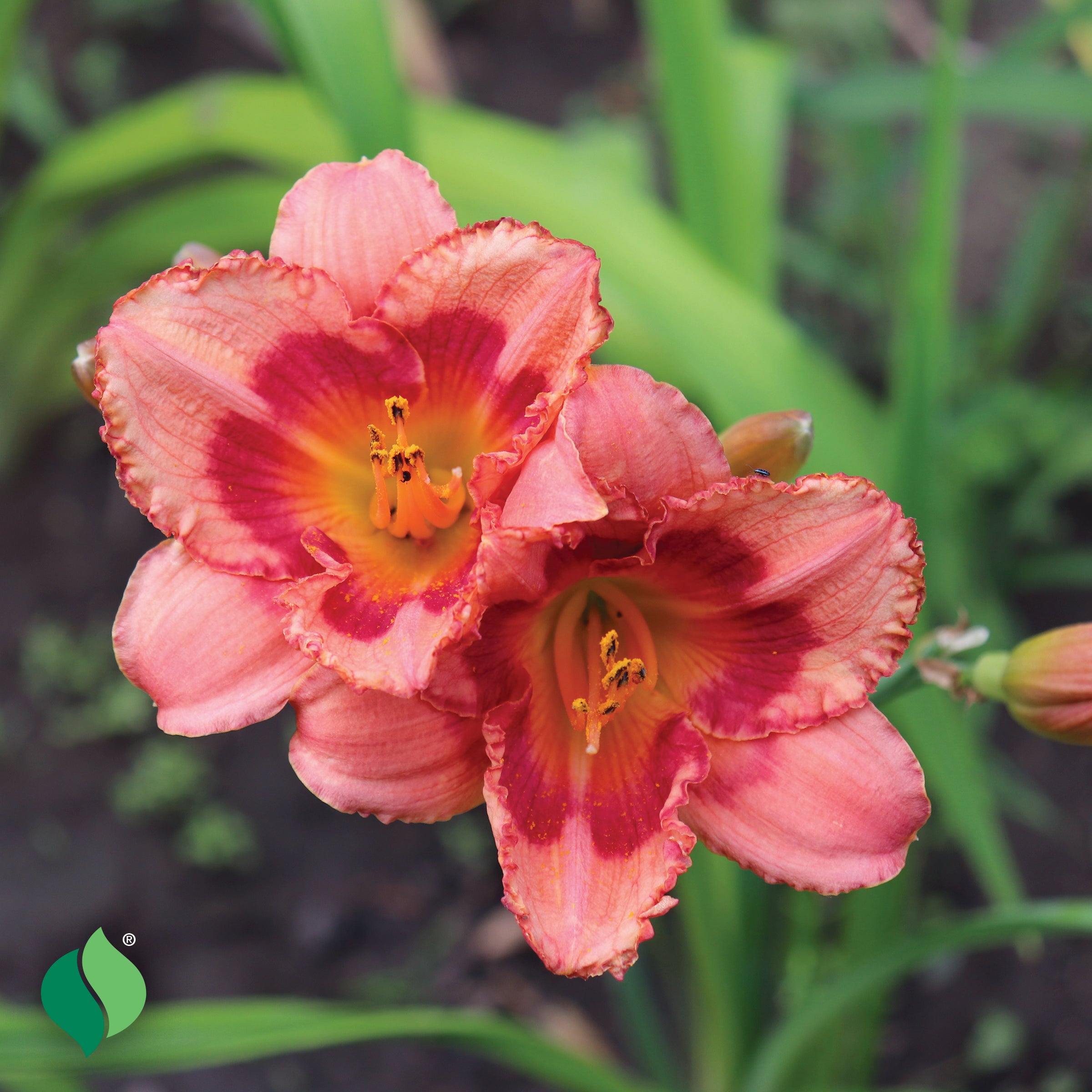 Hemerocallis 'Strawberry Candy' Daylily – Wayside Gardens