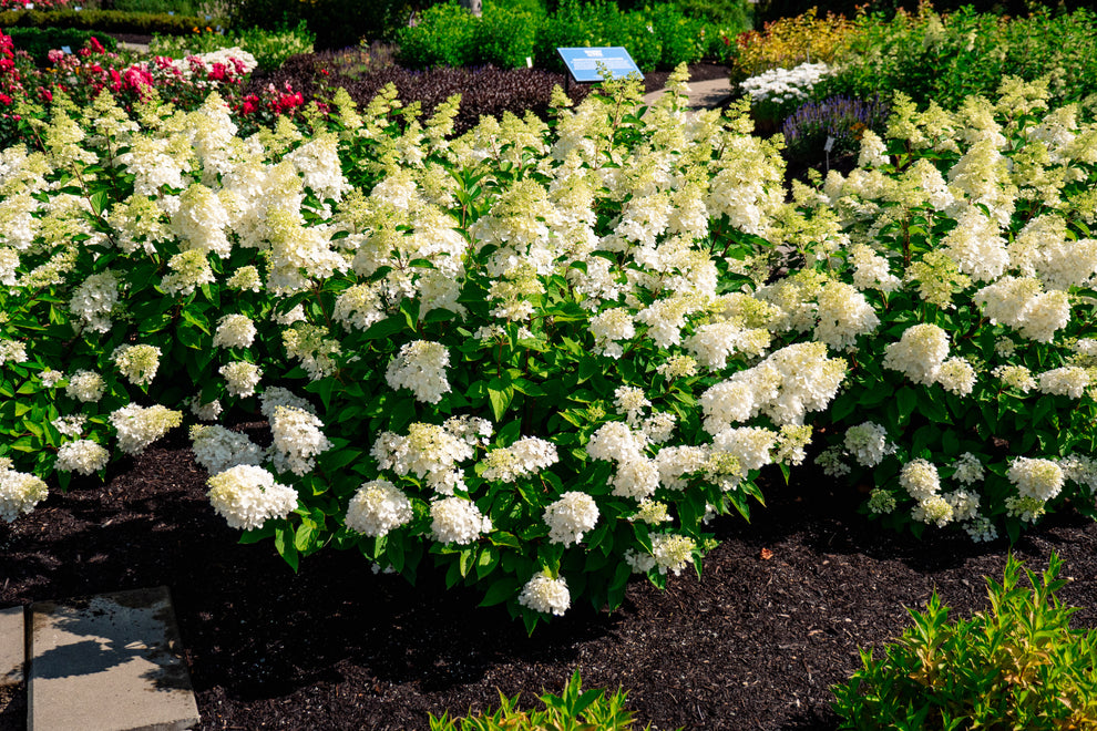 Bloomin' Easy® Hydrangea Bouncy™ Panicle Hydrangea – Wayside Gardens