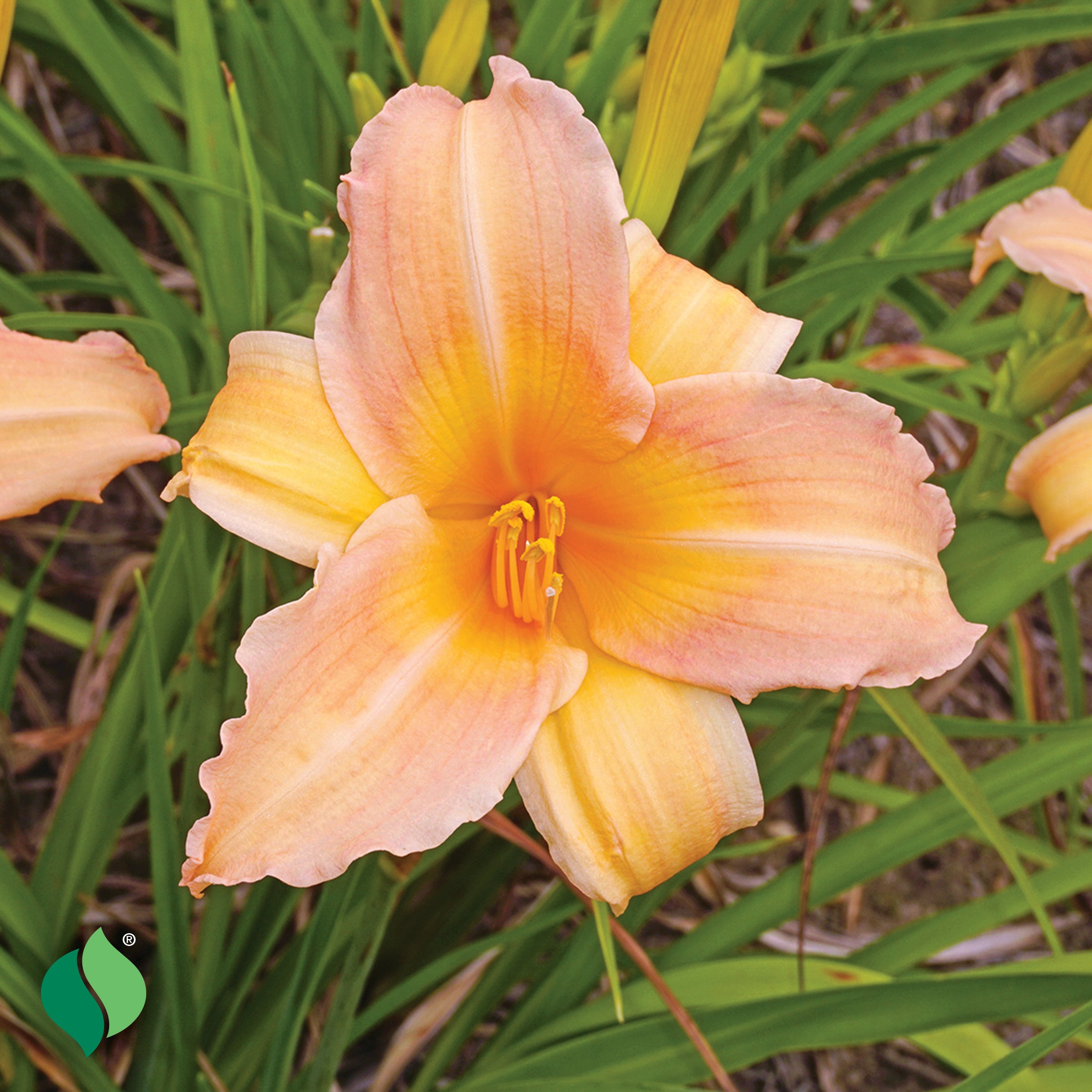 New Arrivals – Wayside Gardens