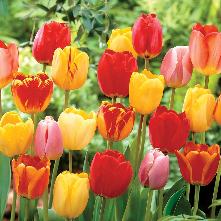 Tulip: Easy to Grow Tulip Bulb Plants – Wayside Gardens