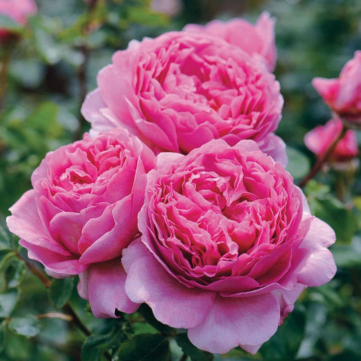 David Austin® English Roses for Sale – Wayside Gardens