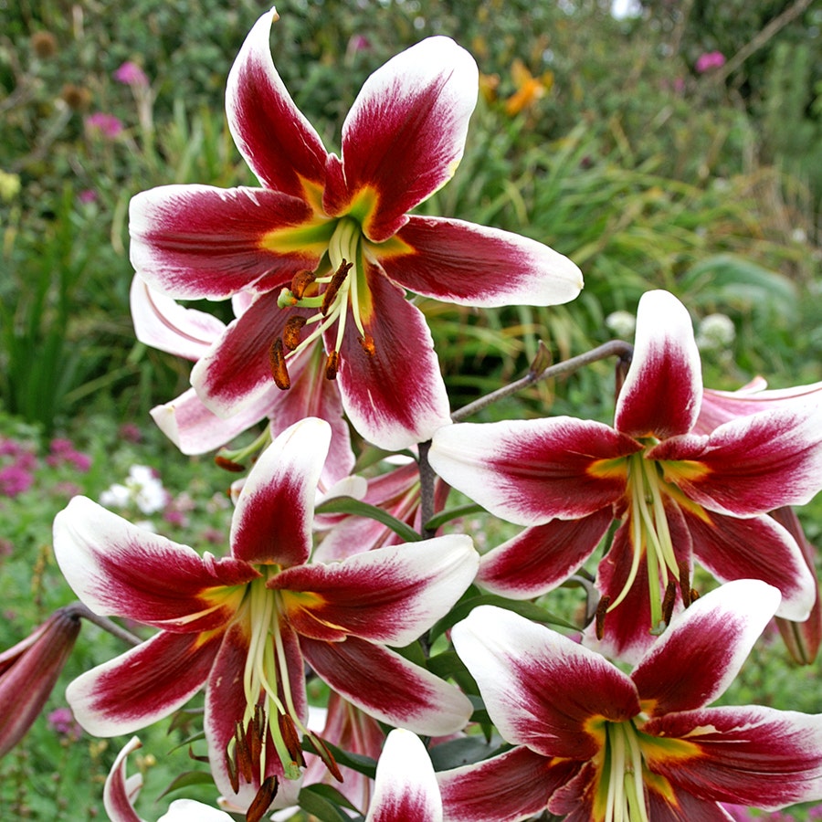 Lilium Miss Lily Bulbs – Wayside Gardens