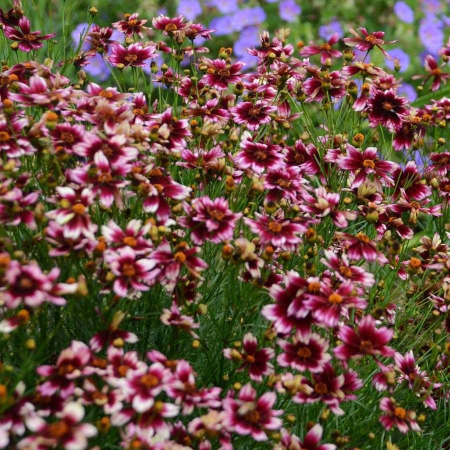 Coreopsis 'Berry Chiffon' – Wayside Gardens