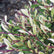 Distylium Spring Frost™ – Wayside Gardens