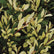 Distylium Spring Frost™ – Wayside Gardens