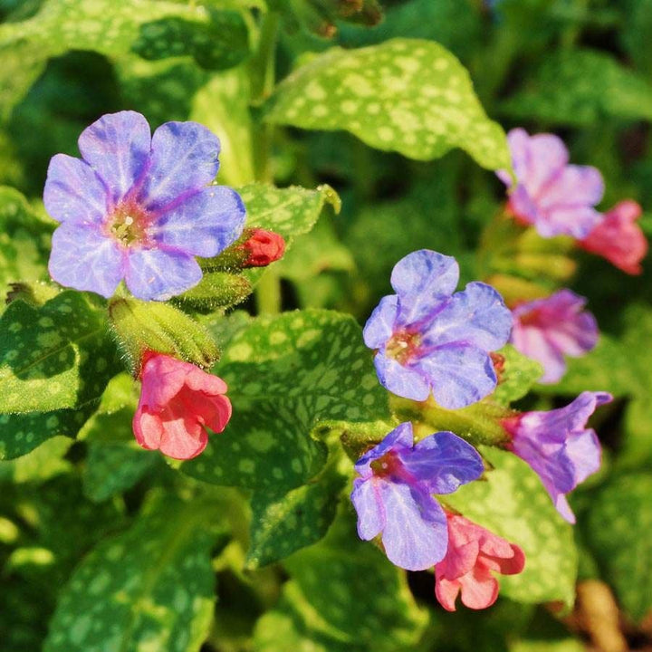 Part Shade Perennials – Page 3 – Wayside Gardens