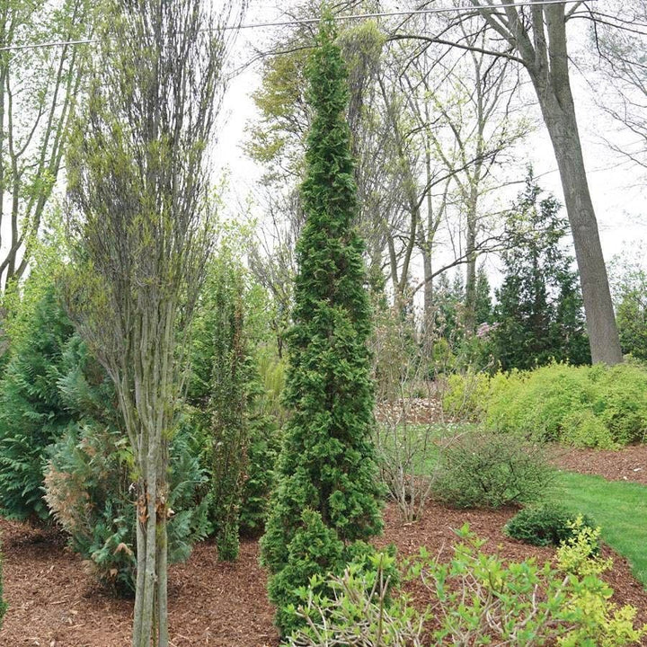 Trees for Garden & Landscape – Wayside Gardens