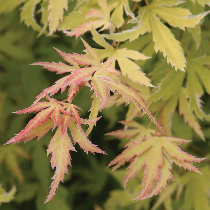 Trees for Garden & Landscape – Wayside Gardens
