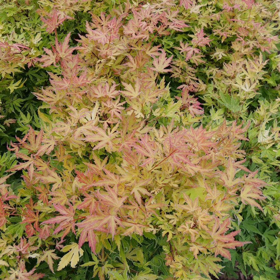 Acer Metamorphosa™ Japanese Maple – Wayside Gardens