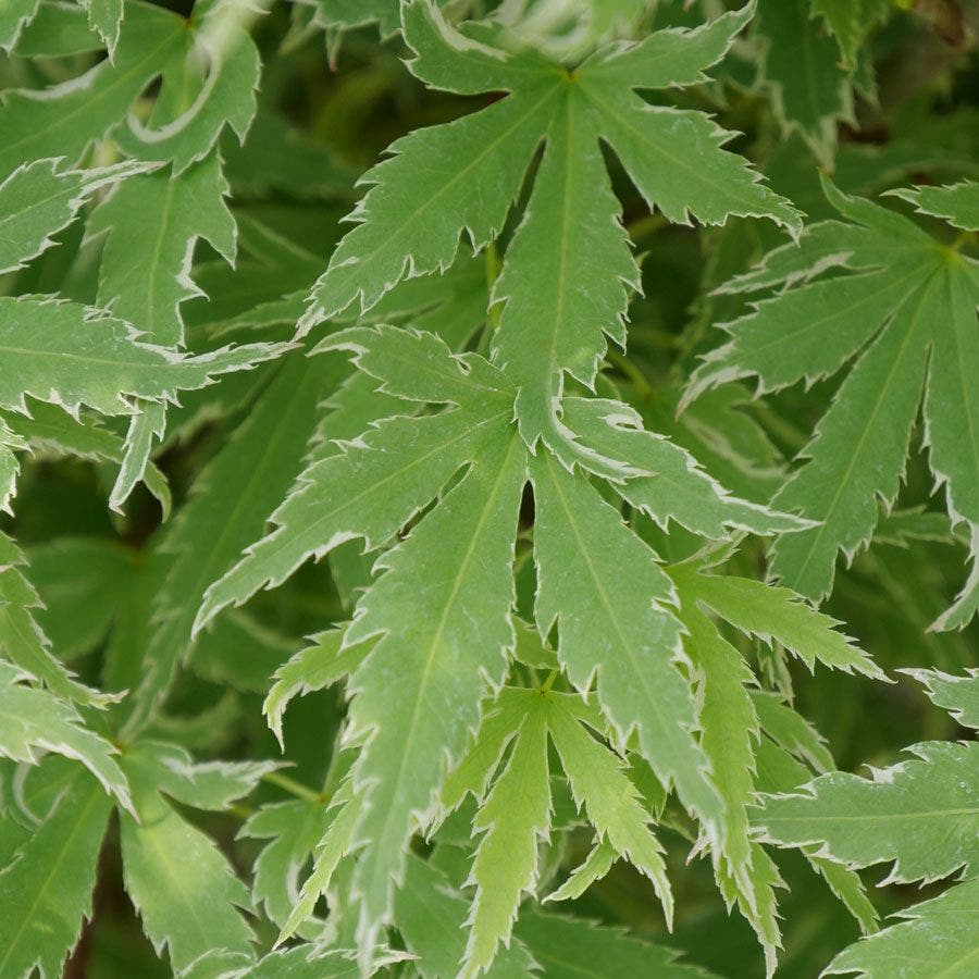 Acer Metamorphosa™ Japanese Maple – Wayside Gardens