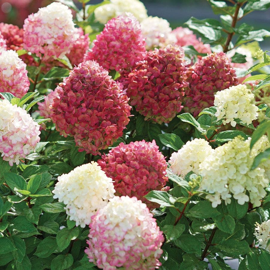 Hydrangea Little Lime Punch® Panicle Hydrangea – Wayside Gardens