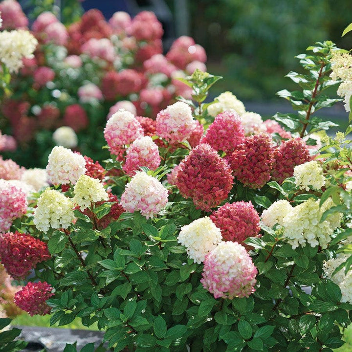 Hydrangea Plants for Sale: Bushes & Shrubs – Wayside Gardens