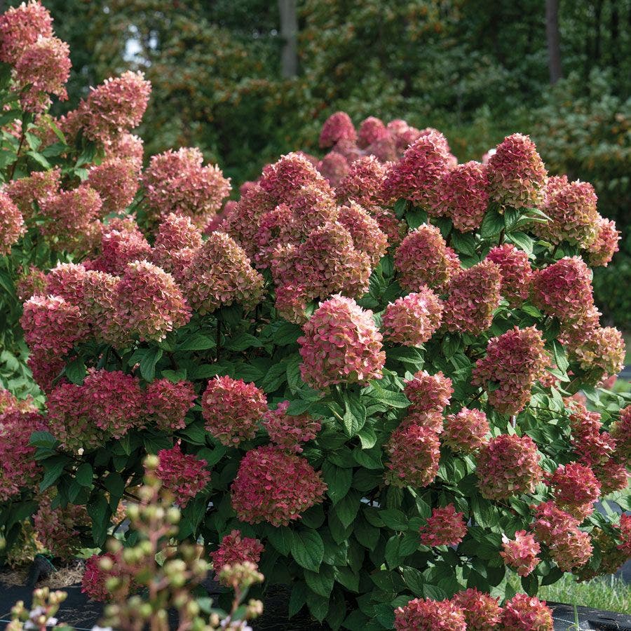 Hydrangea Little Lime Punch® Panicle Hydrangea – Wayside Gardens
