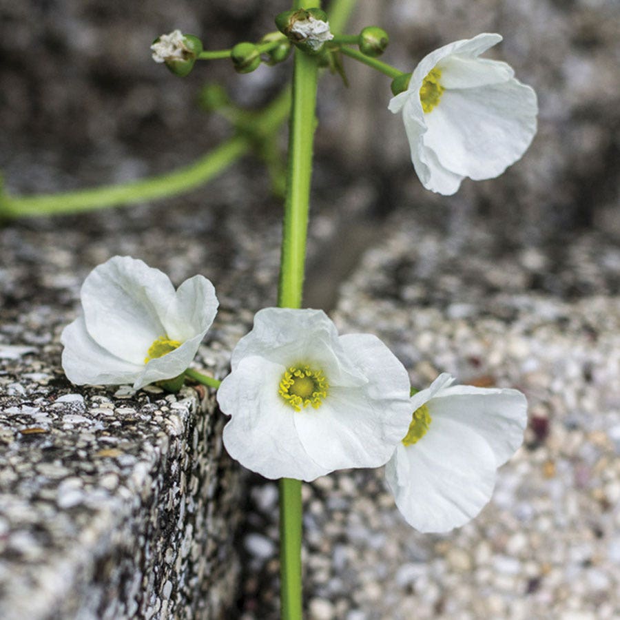 Diphylleia Skeleton Flower – Wayside Gardens