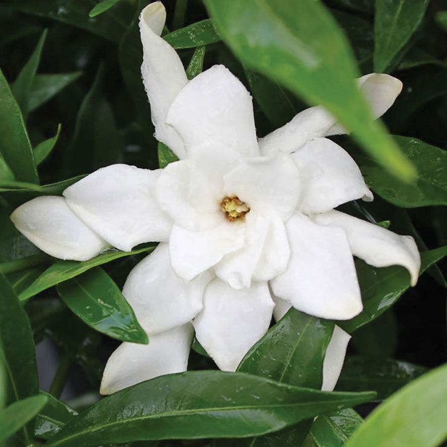 Gardenia 'Frost Proof' – Wayside Gardens