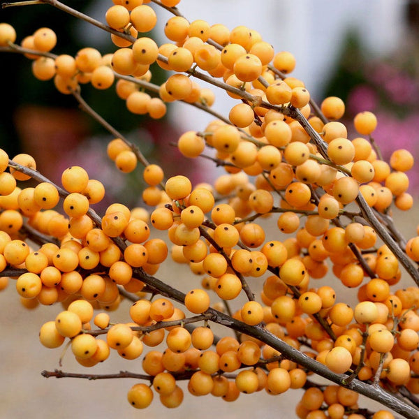 Ilex Berry Heavy® Gold Winterberry Holly – Wayside Gardens
