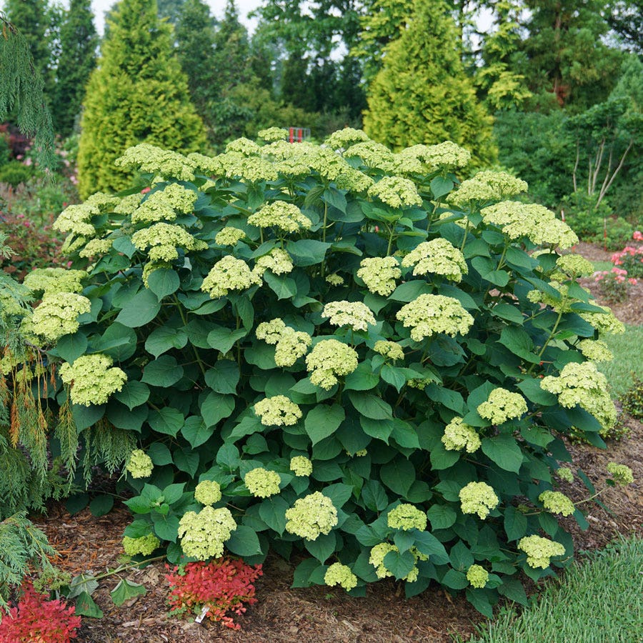 Hydrangea Invincibelle Sublime™ – Wayside Gardens