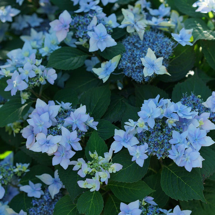 Hydrangea Tuff Stuff Ah-Ha® Mountain Hydrangea – Wayside Gardens