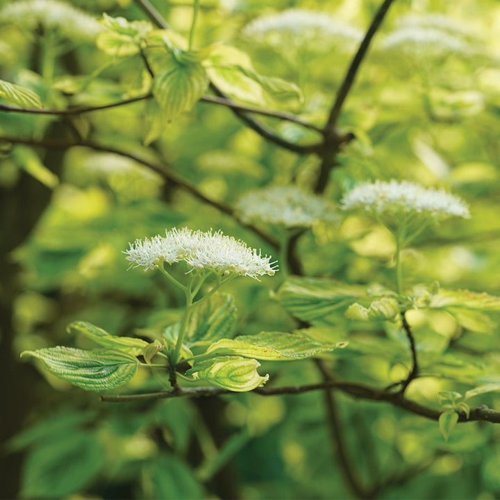 Trees for Garden & Landscape – Page 2 – Wayside Gardens