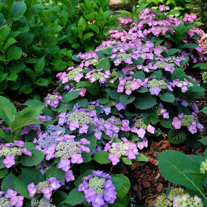Hydrangea Plants for Sale: Bushes & Shrubs – Wayside Gardens