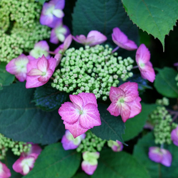 Hydrangea Tuff Stuff Top Fun™ Mountain Hydrangea – Wayside Gardens