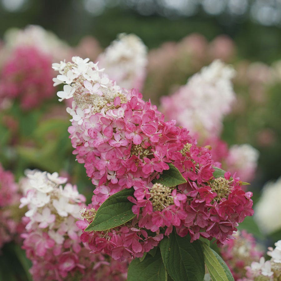 Pinky Winky Prime™ Panicle Hydrangea Flowers – Wayside Gardens