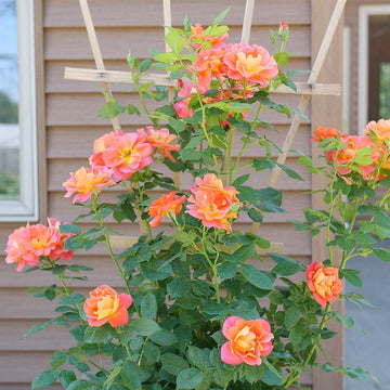 Collections – Wayside Gardens