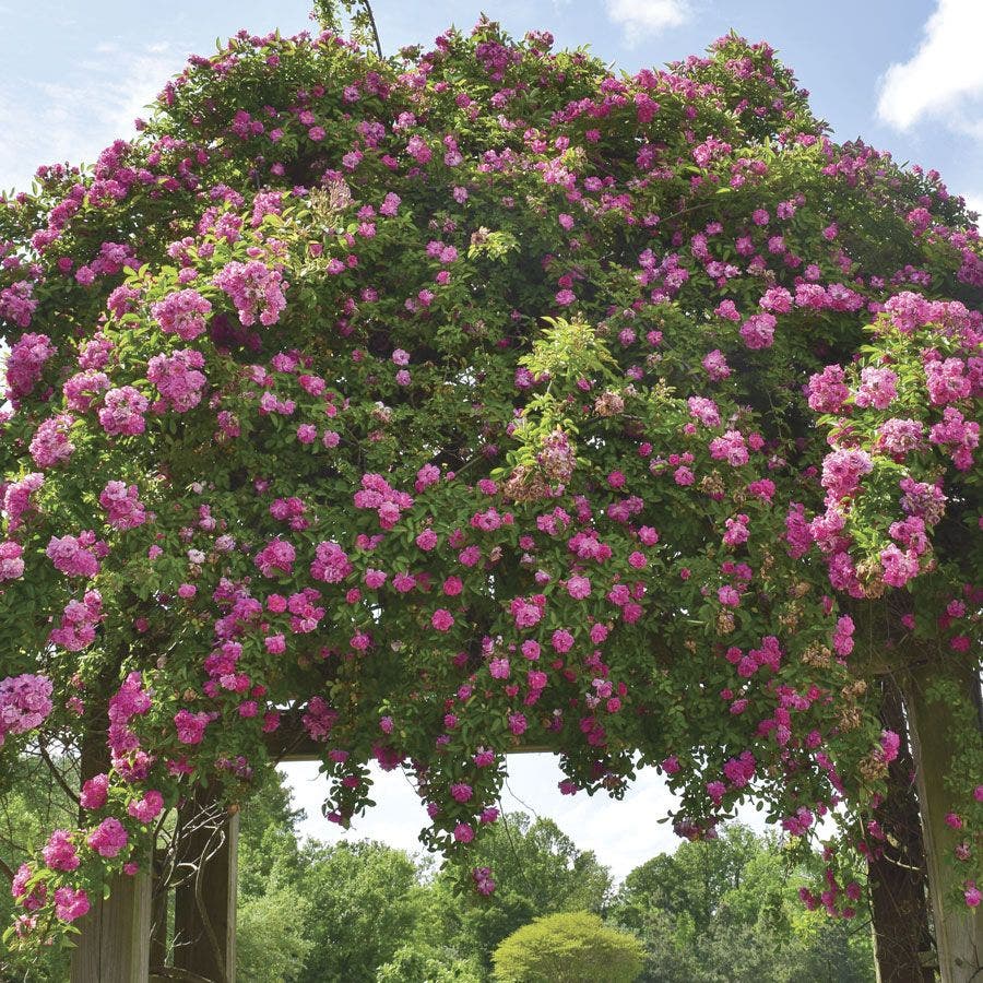 Rosa Peggy Martin – Wayside Gardens