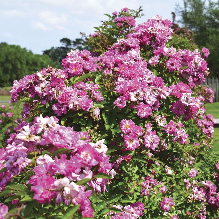 Rosa Peggy Martin – Wayside Gardens