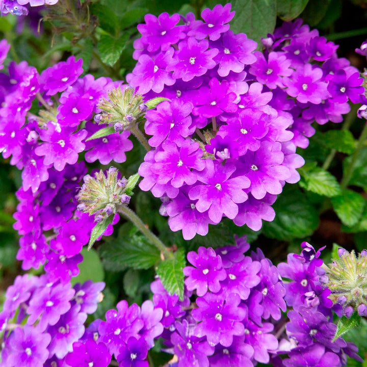 Plants Under $20 – Page 2 – Wayside Gardens