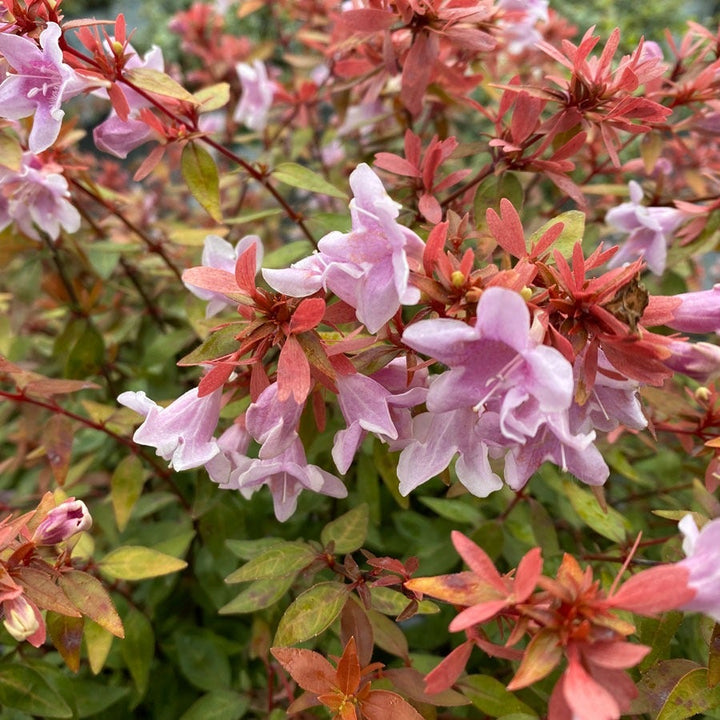Fragrant Shrubs – Wayside Gardens