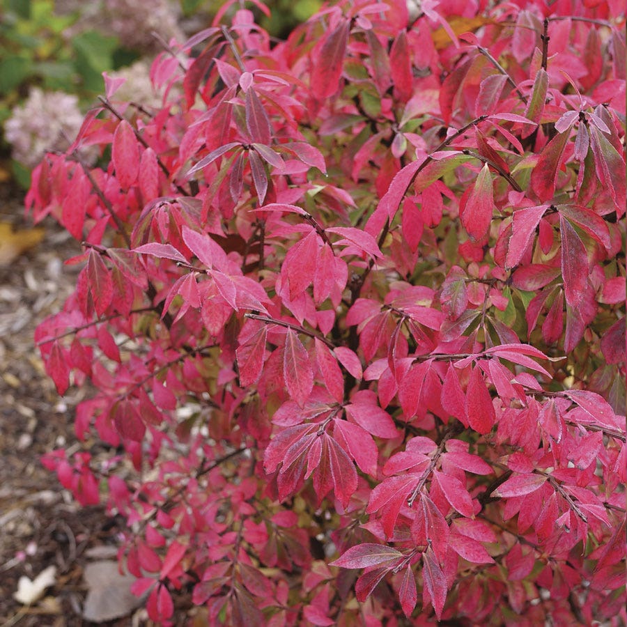 Euonymus Fire Ball Seedless™ Burning Bush – Wayside Gardens