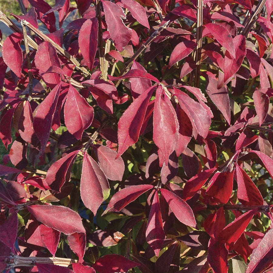 Euonymus Fire Ball Seedless™ Burning Bush – Wayside Gardens
