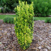 Ilex Glow Stick™ Japanese Holly – Wayside Gardens