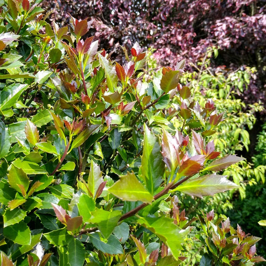 Ilex Castle Rouge™ Blue Holly – Wayside Gardens