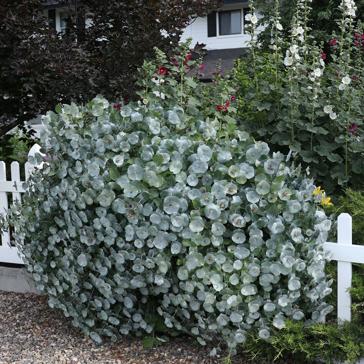 Enrich Your Landscape: Flowering Vines Bringing Life to Your Space ...