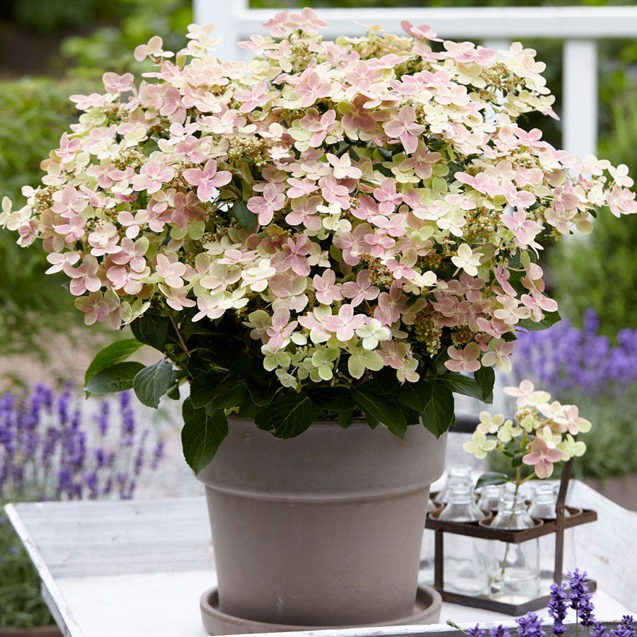 Hydrangea Early Evolution® Panicle Hydrangea – Wayside Gardens