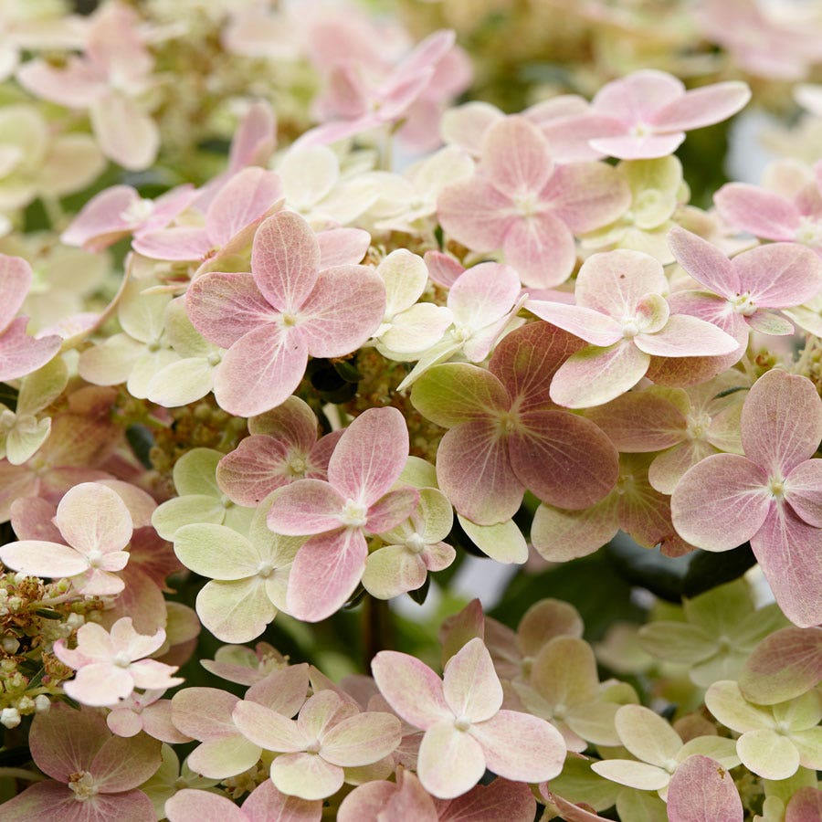 Hydrangea Early Evolution® Panicle Hydrangea – Wayside Gardens